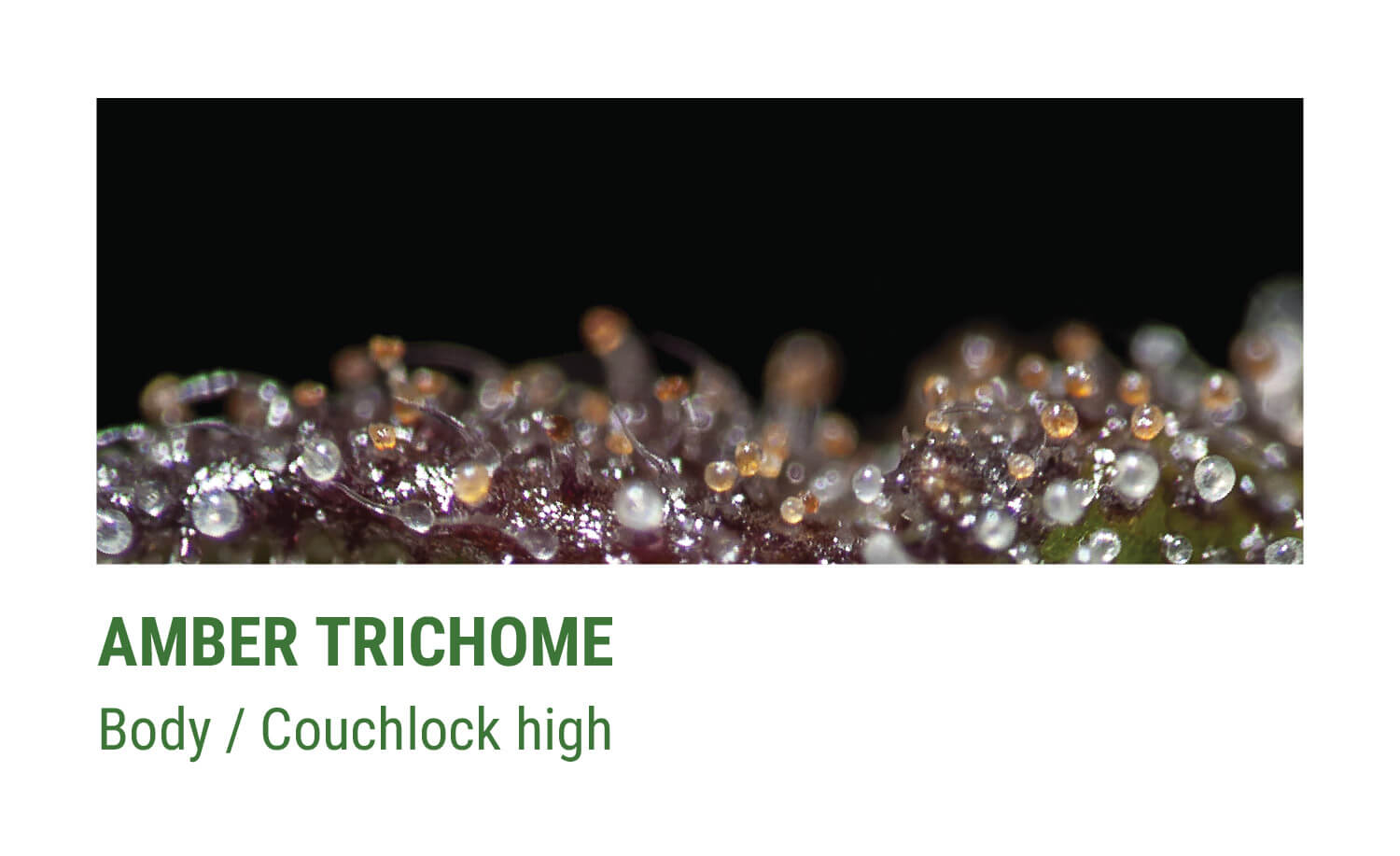 Cannabis Trichomes Importance - RQS Blog
